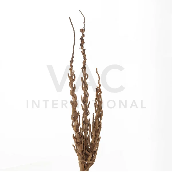 Coco Jhar – Vac International