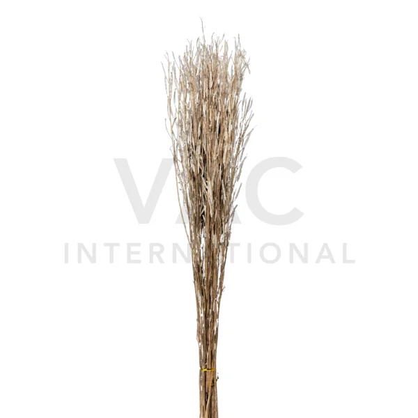 Sarso Tree – Vac International