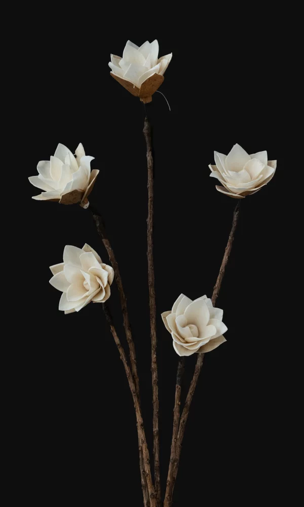 Sola Lily On Shanu Stem – Vac International