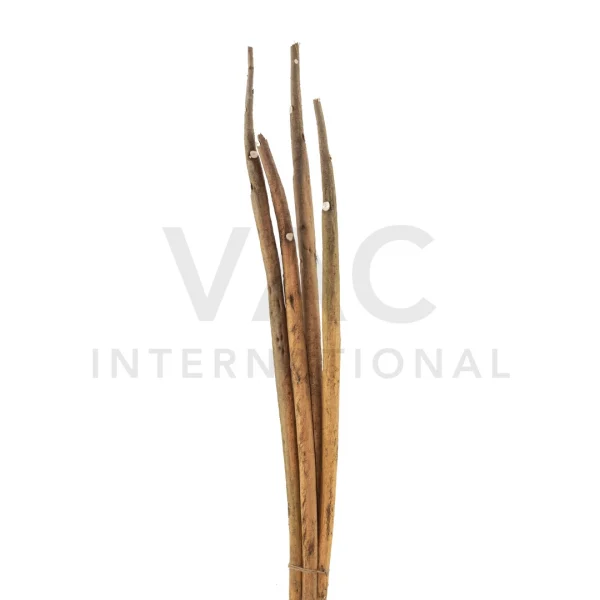 Sola Log – Vac International