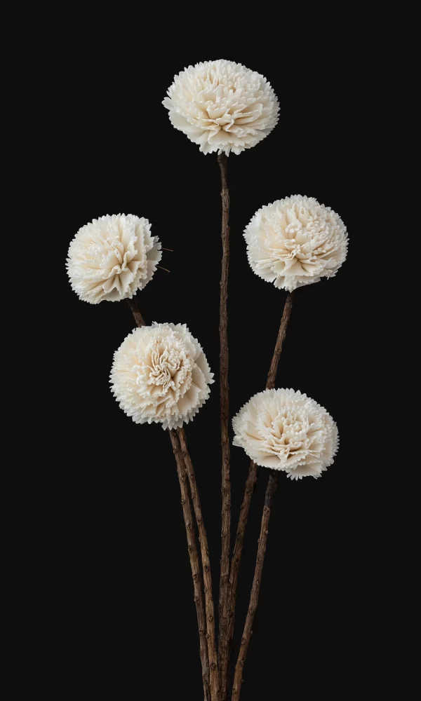 Sola Marigold On Shanu Stem – Vac International