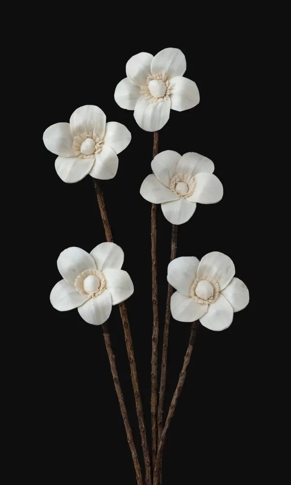 Sola Stella Flower On Shanu Stem – Vac International