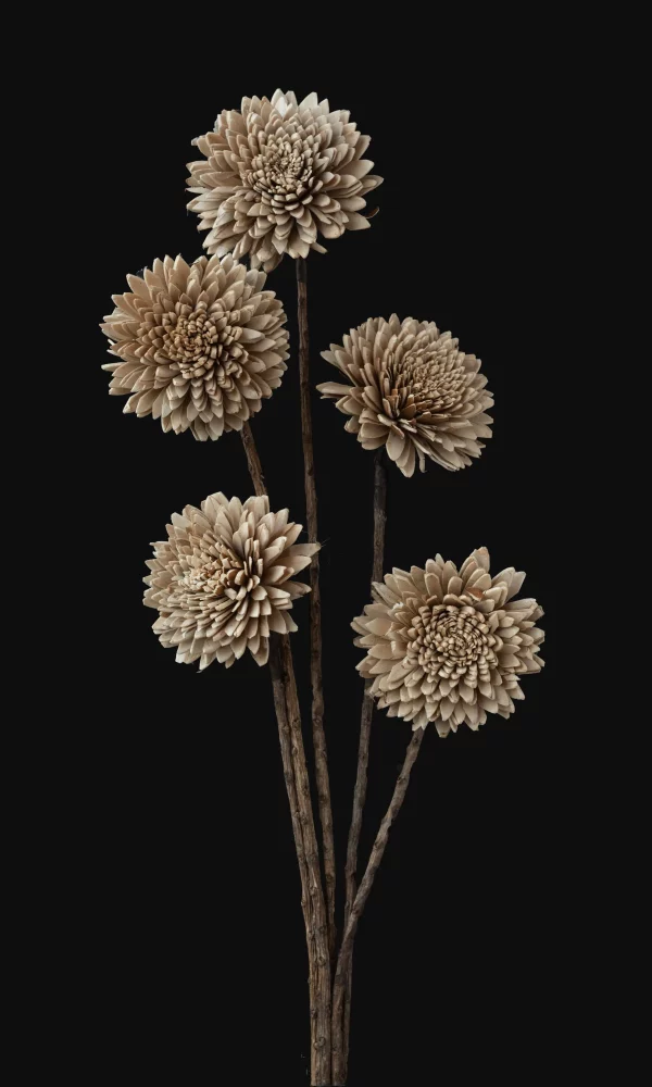 Sola Zinnia With Skin On Shanu Stem – Vac International