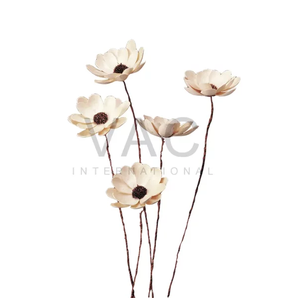 Flox Flower – Vac International